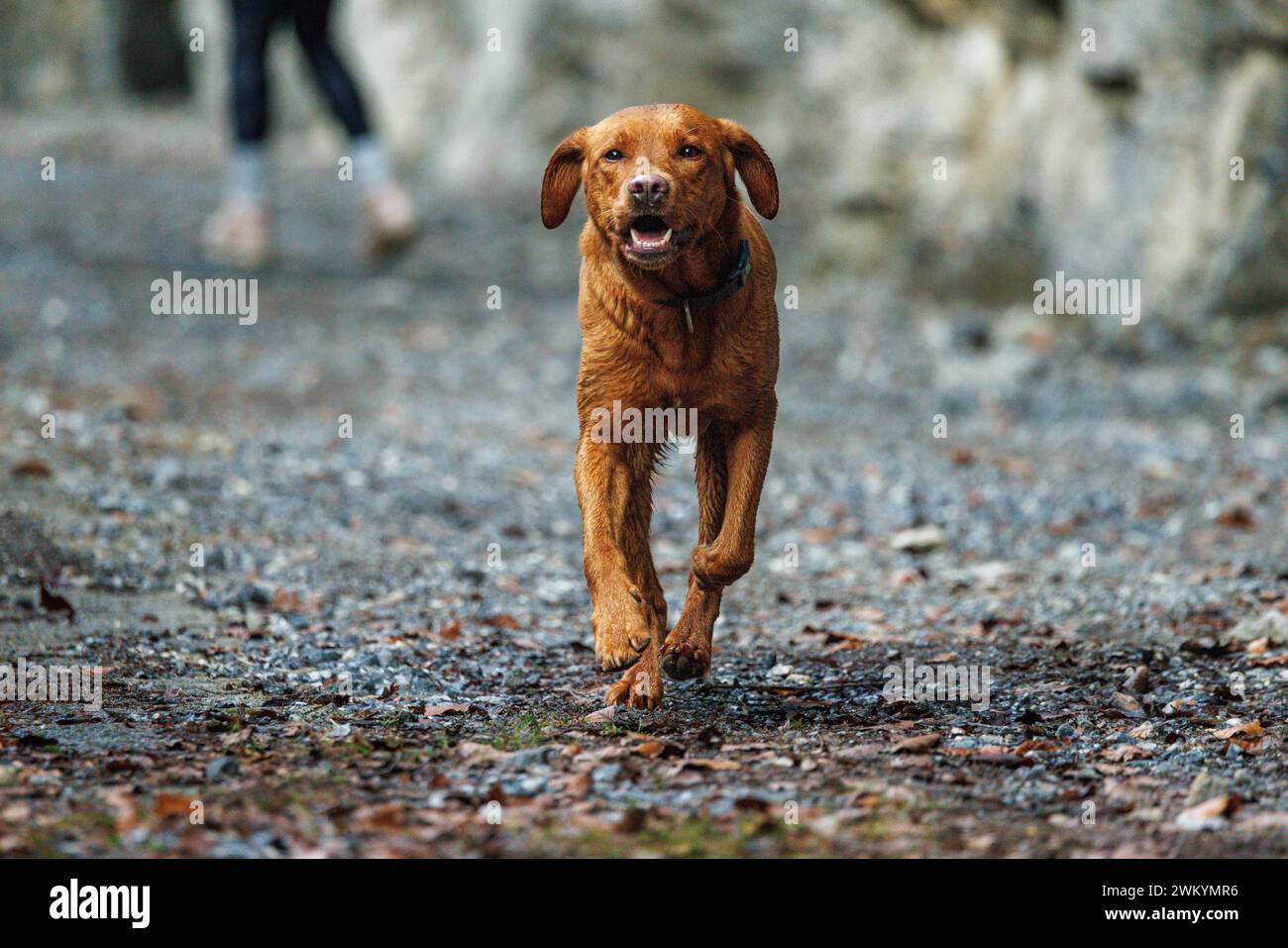 Labrador showlinie hi-res stock photography and images - Alamy
