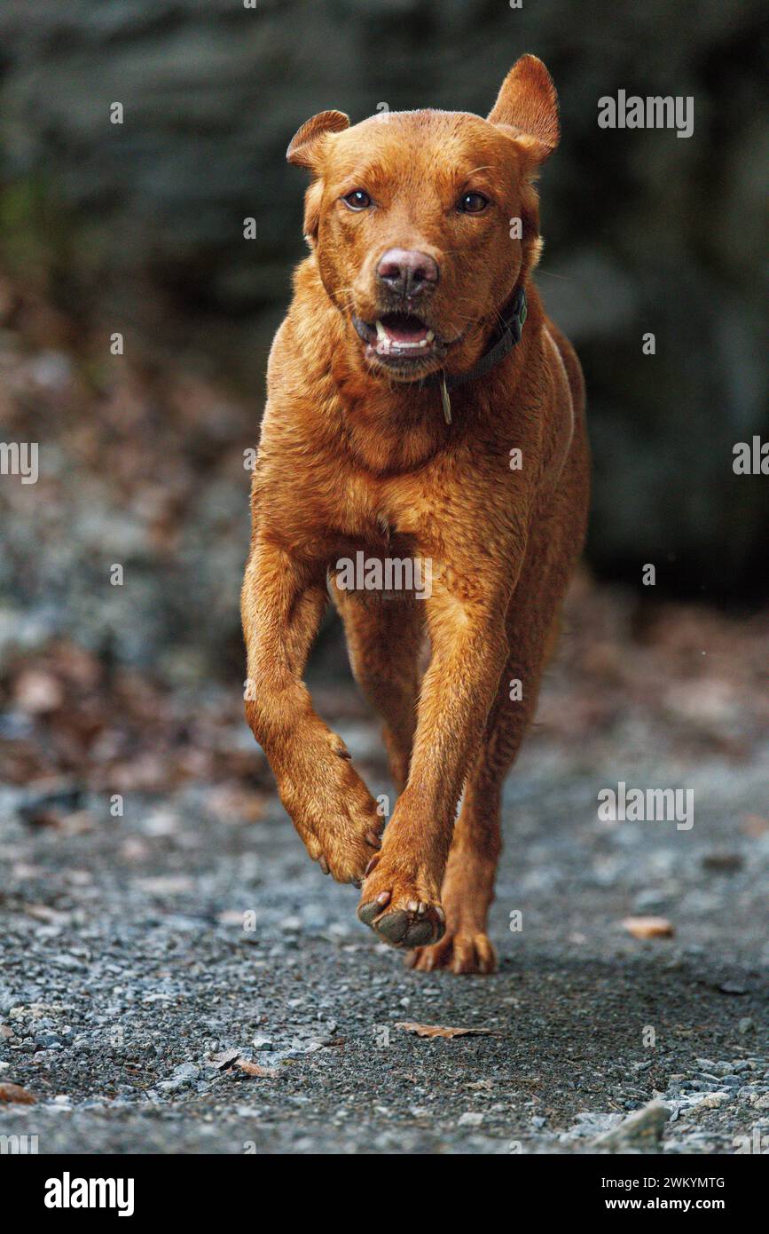 Labrador showlinie hi-res stock photography and images - Alamy