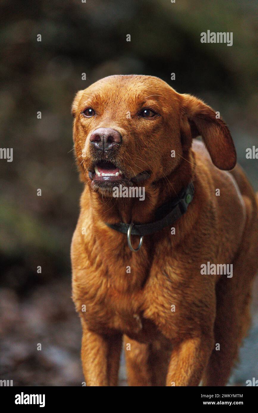 Labrador showlinie hi-res stock photography and images - Alamy