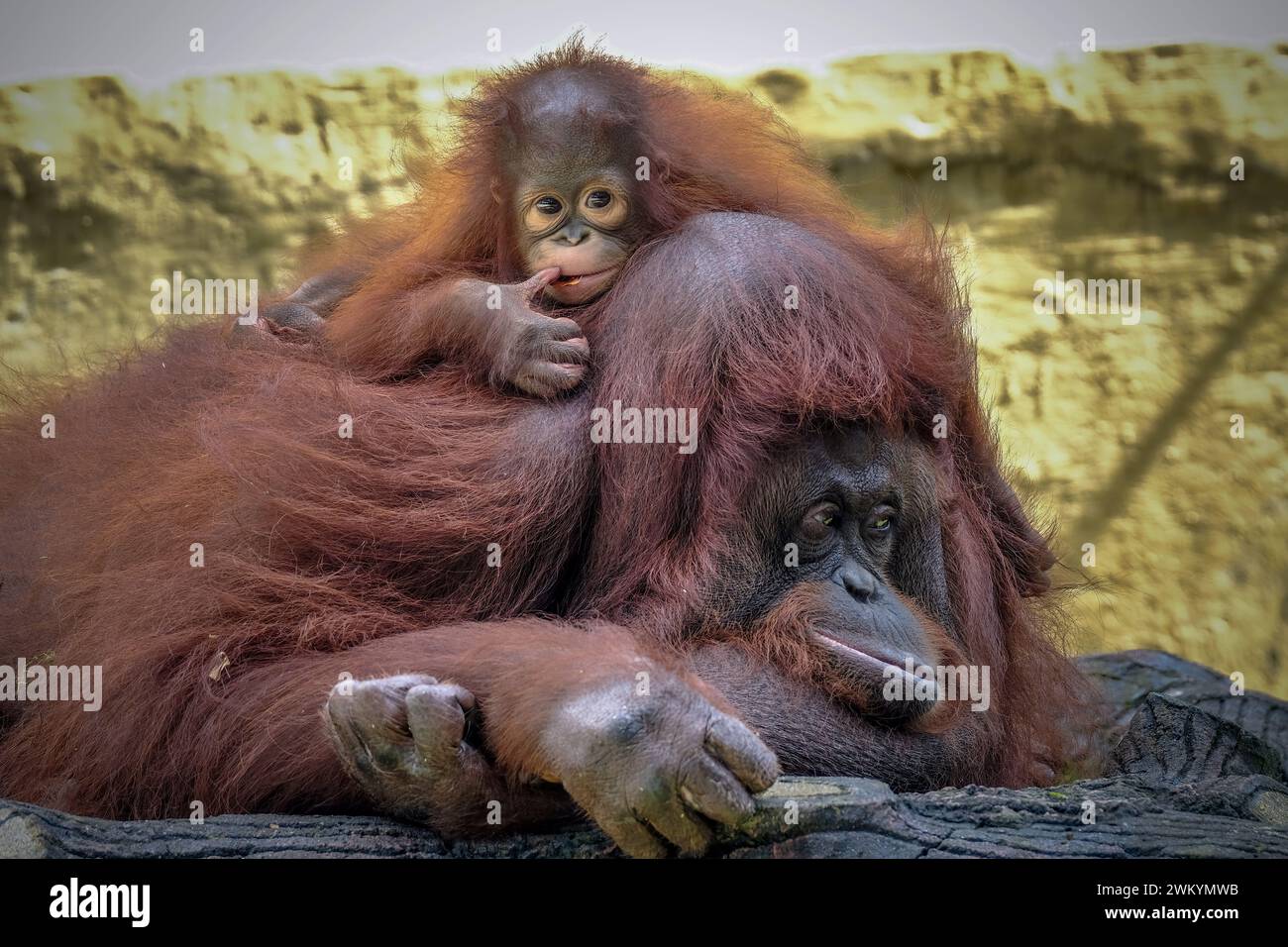 Mother and baby bornean orangutan Stock Photo - Alamy