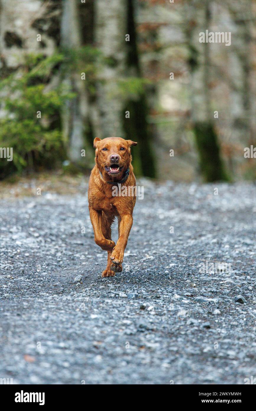 Labrador showlinie hi-res stock photography and images - Alamy
