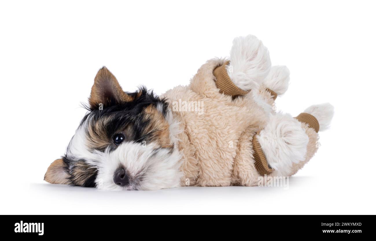 Very cute Biewer Terrier dog pup, laying side ways on back with paws in ...