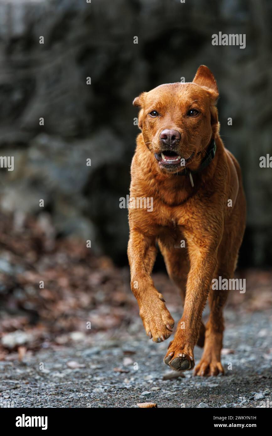 Labrador showlinie hi-res stock photography and images - Alamy