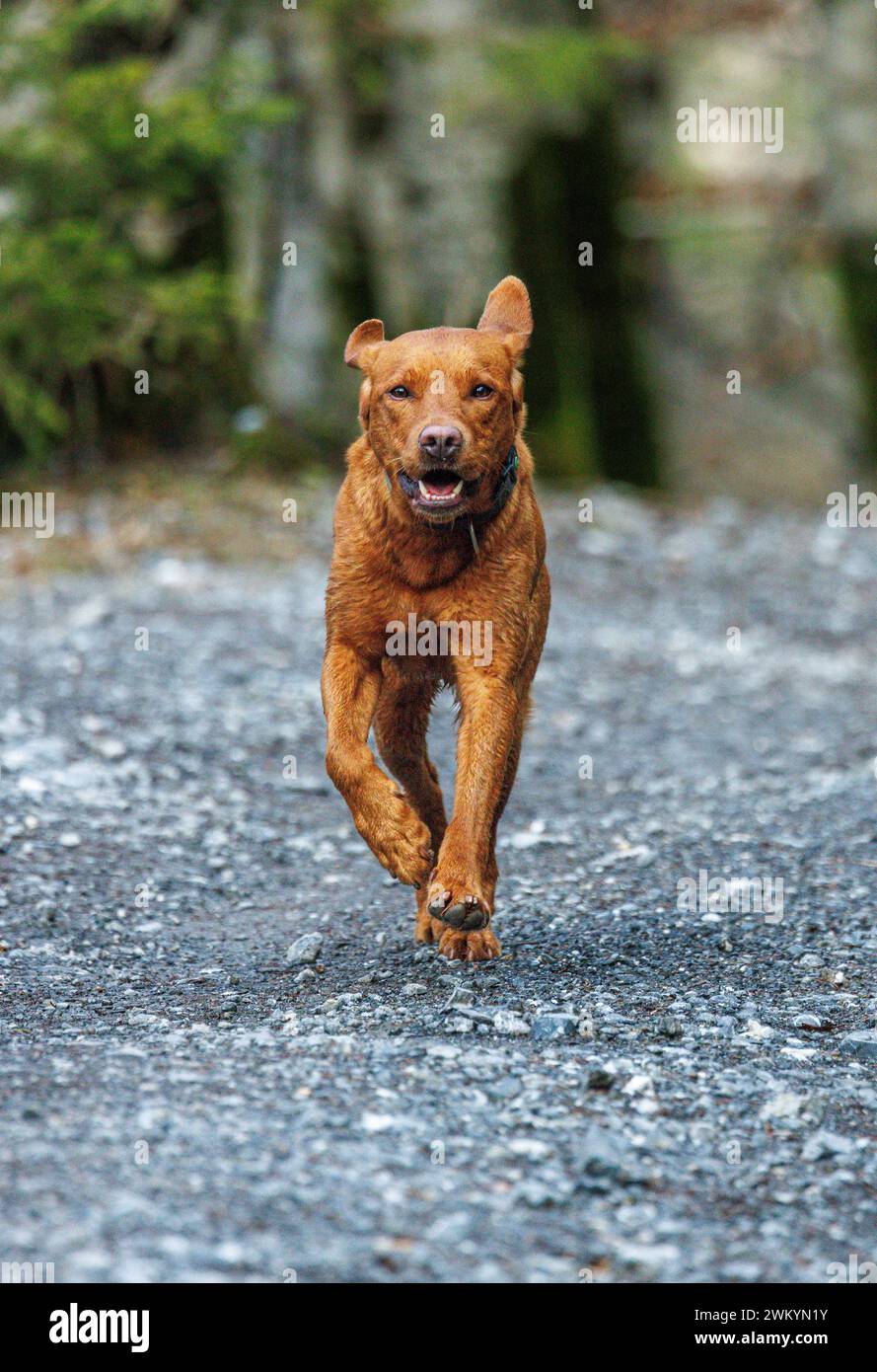 Labrador showlinie hi-res stock photography and images - Alamy