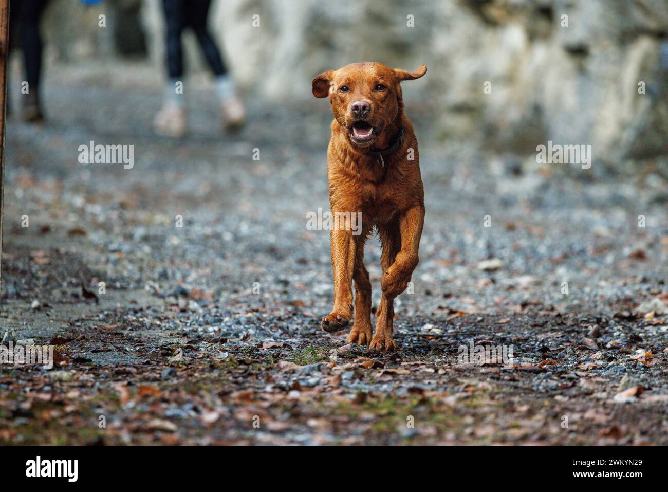 Labrador showlinie hi-res stock photography and images - Alamy