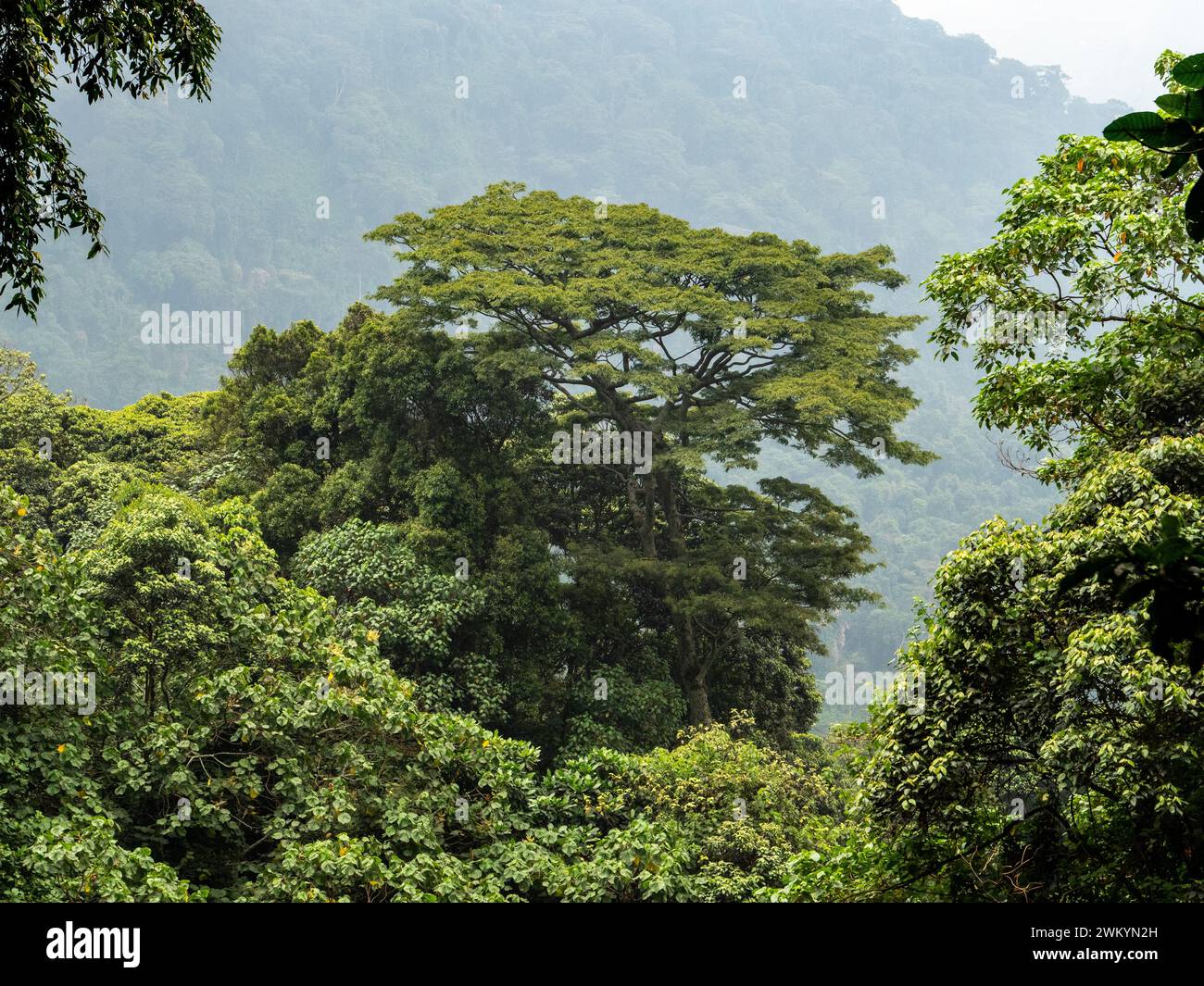 On the Kilembe Trail in the Rwenzori Mountains in Uganda Stock Photo ...