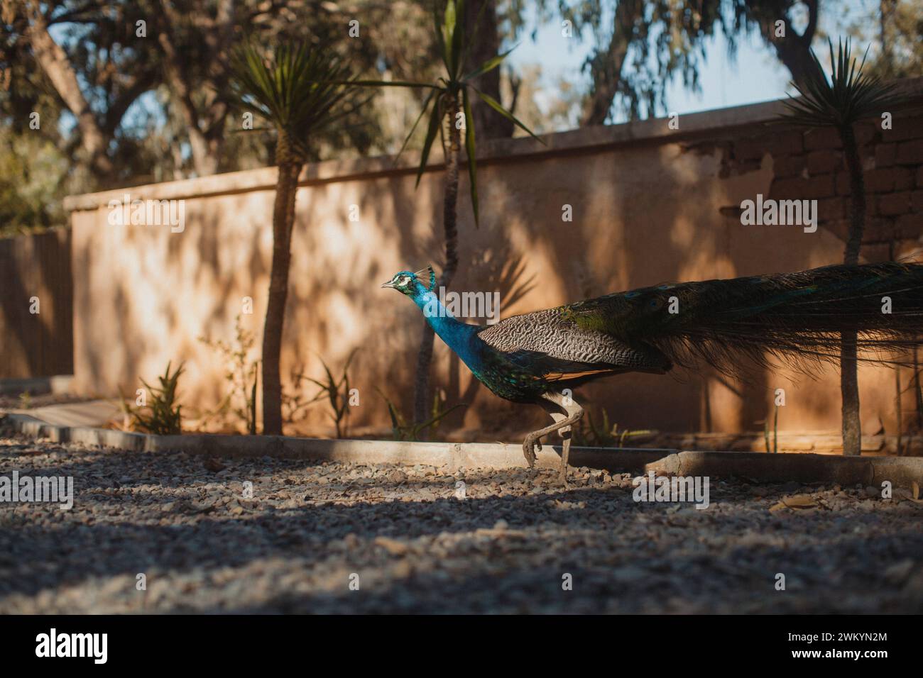 A male peacock emerges from the shadows in afternoon light Stock Photo ...
