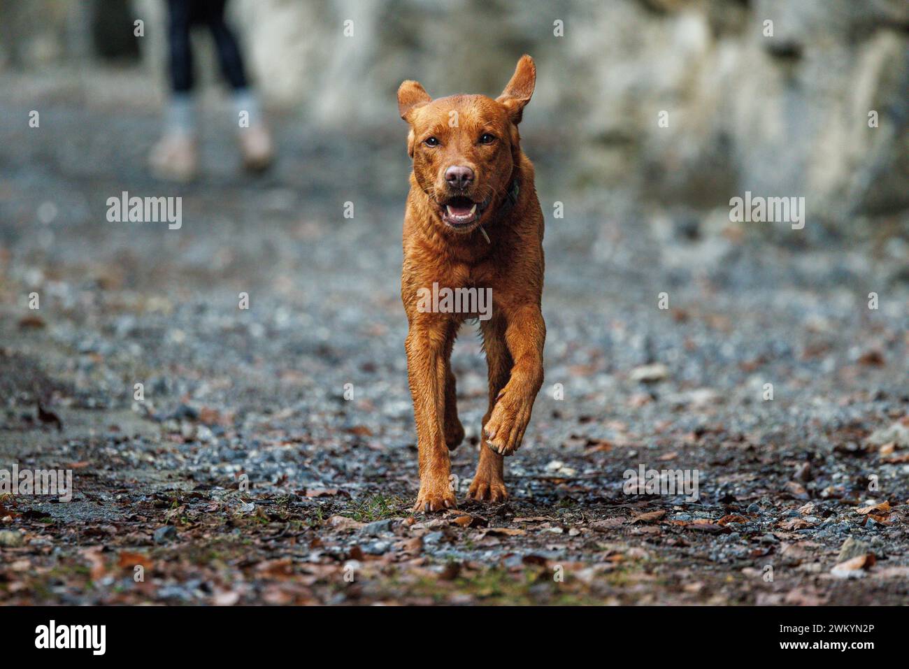 Labrador showlinie hi-res stock photography and images - Alamy