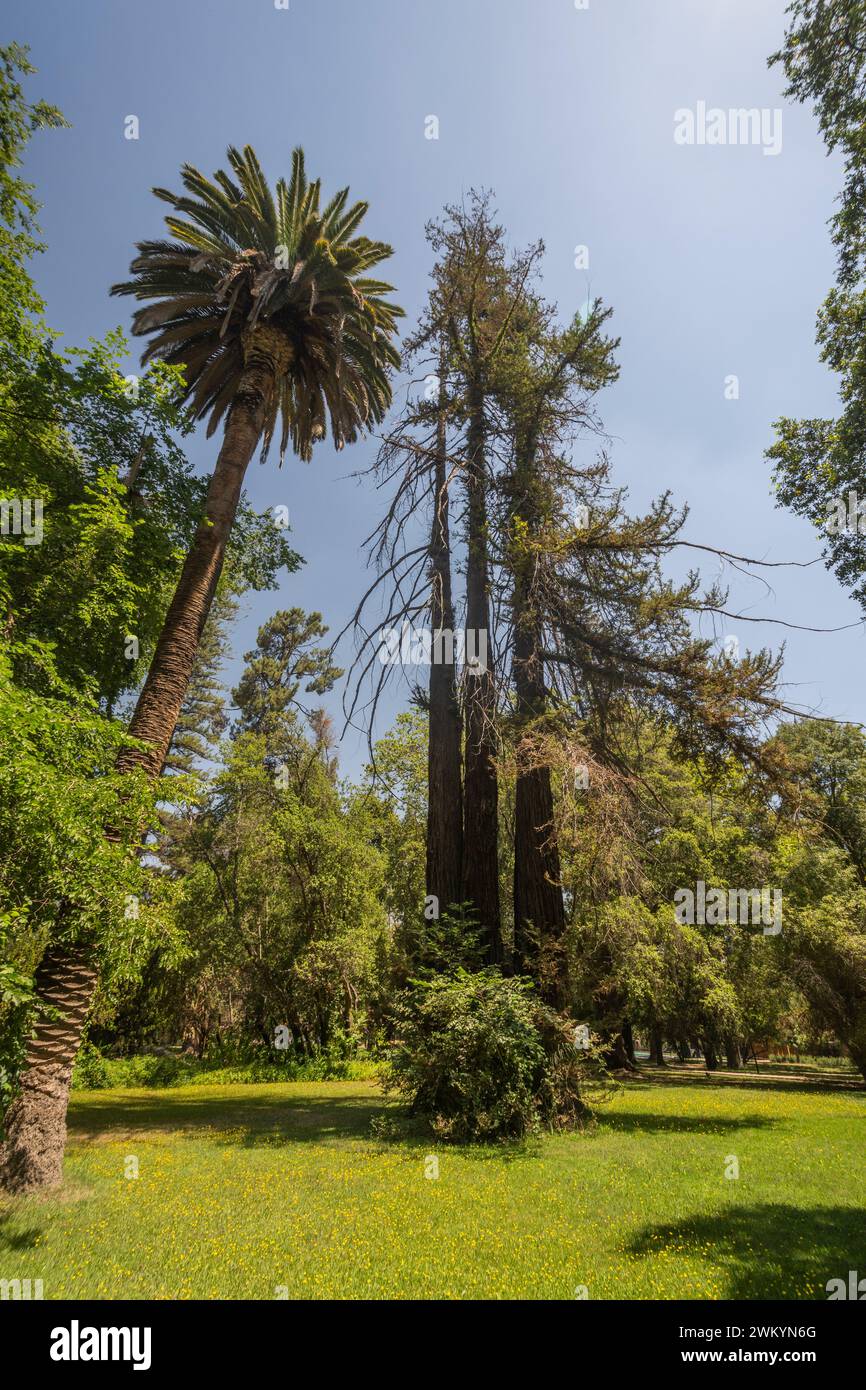 Big sequoia tree in the gardens of Las Majadas de Pirque, Santiago ...