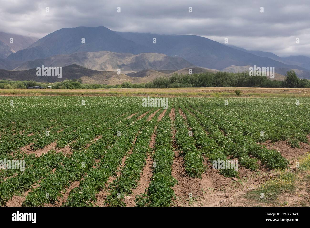 Potato plantation in farm on the mountains of Mendoza, Argentina Stock Photo - Alamy