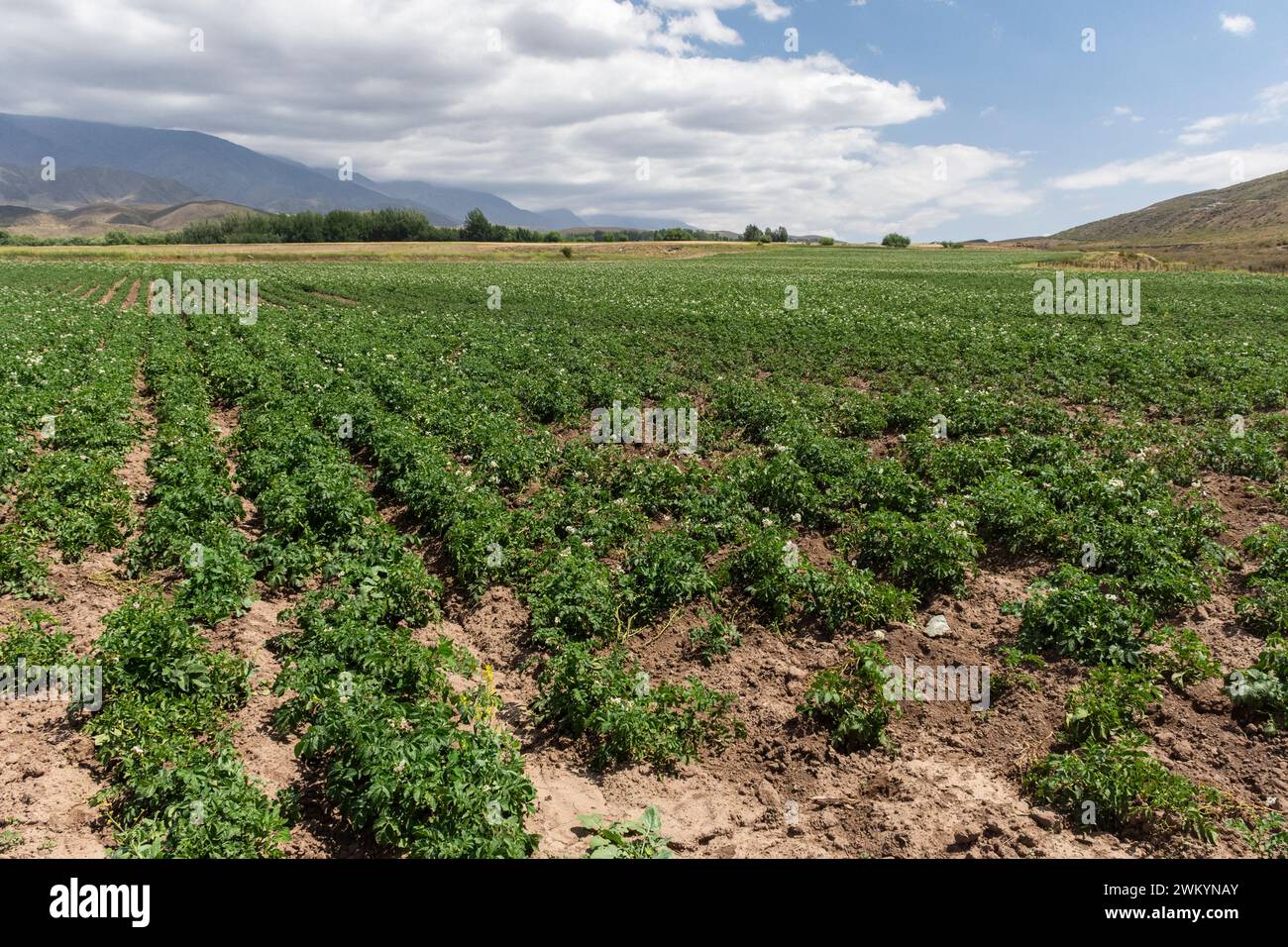 Potato plantation in farm hi-res stock photography and images - Alamy