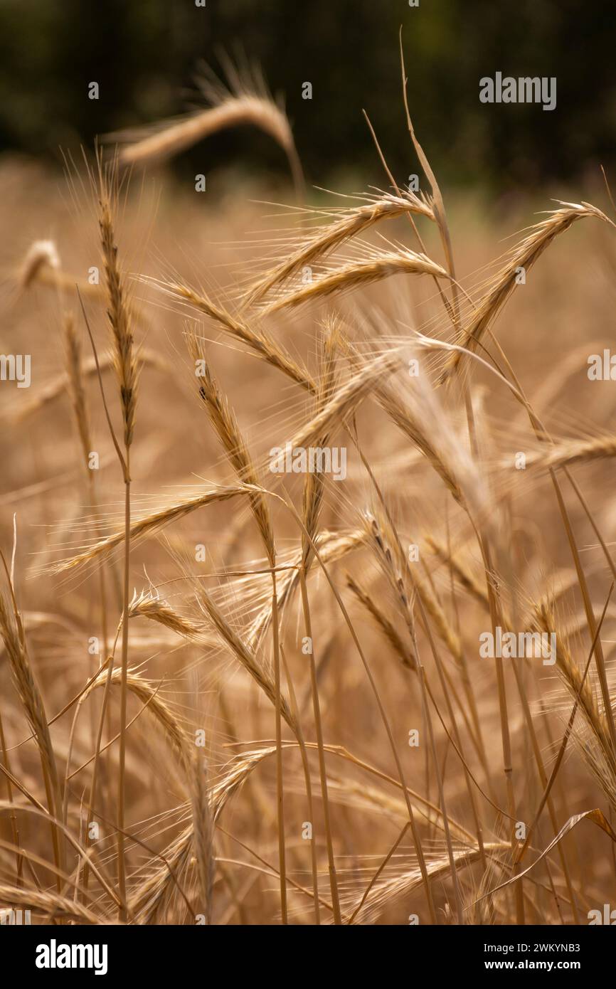 Wheat plantation in farm on the mountains of Mendoza, Argentina Stock ...