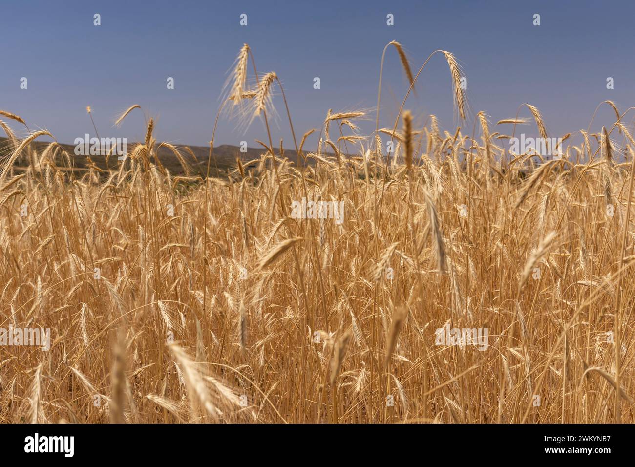 Wheat plantation in farm on the mountains of Mendoza, Argentina Stock ...