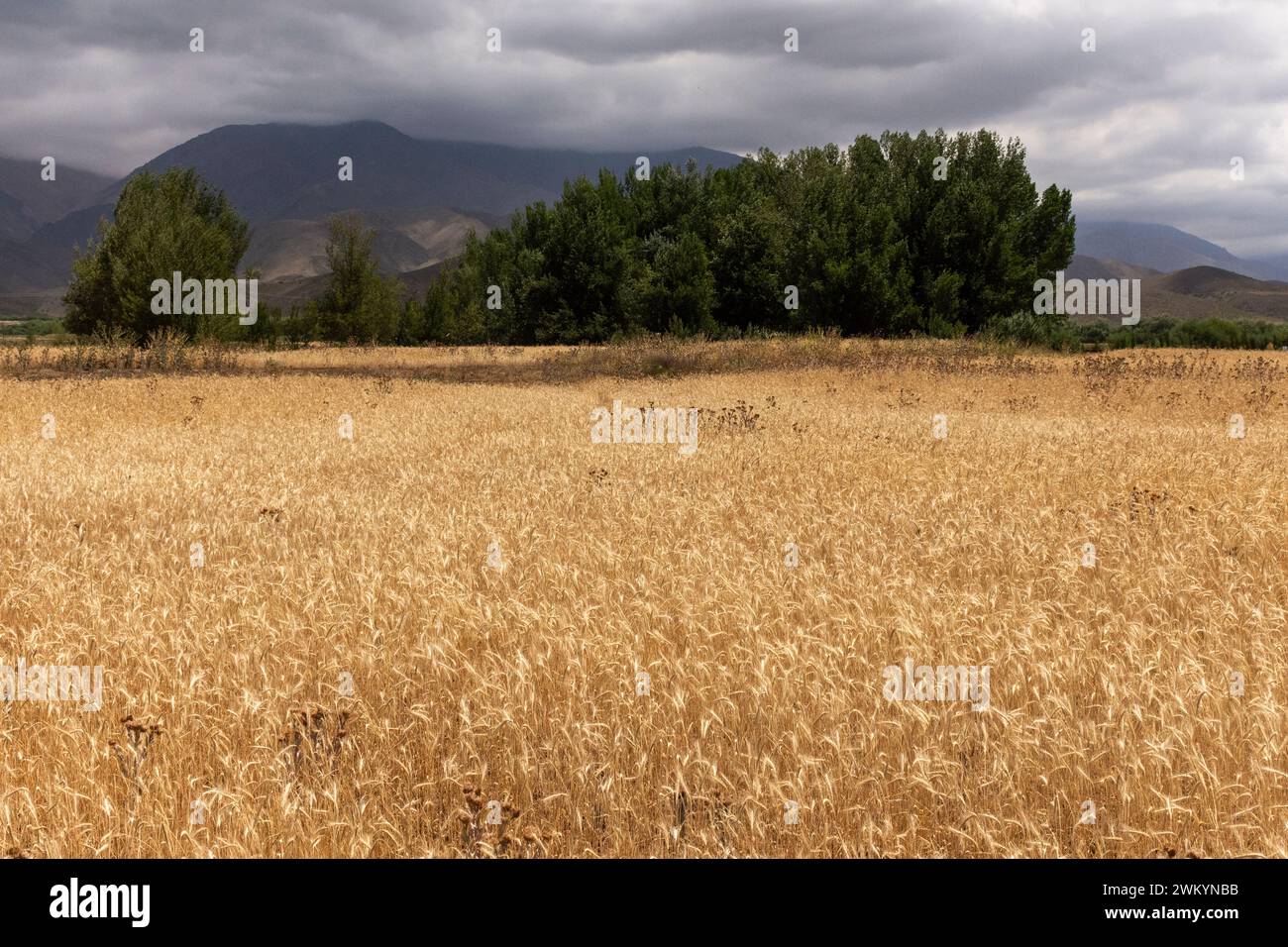 Wheat plantation in farm on the mountains of Mendoza, Argentina Stock ...