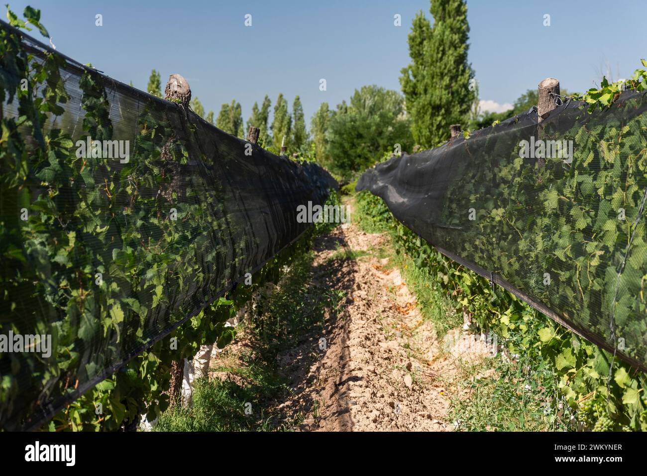 Vines and grape plantations for wine production in Lamadrid, Mendoza ...
