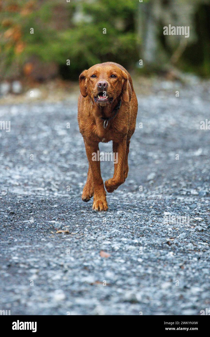 Labrador showlinie hi-res stock photography and images - Alamy