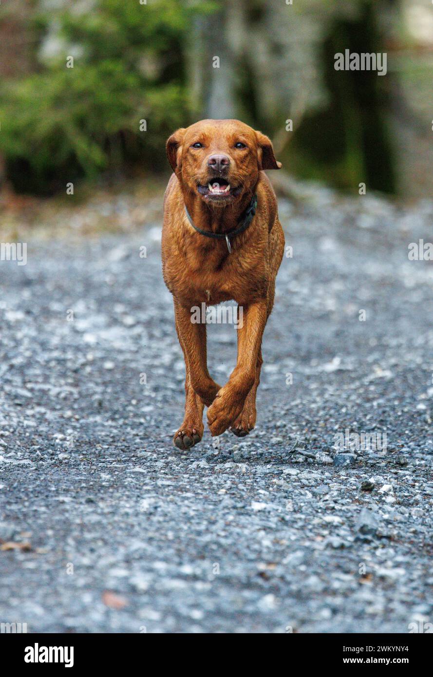 Labrador showlinie hi-res stock photography and images - Alamy
