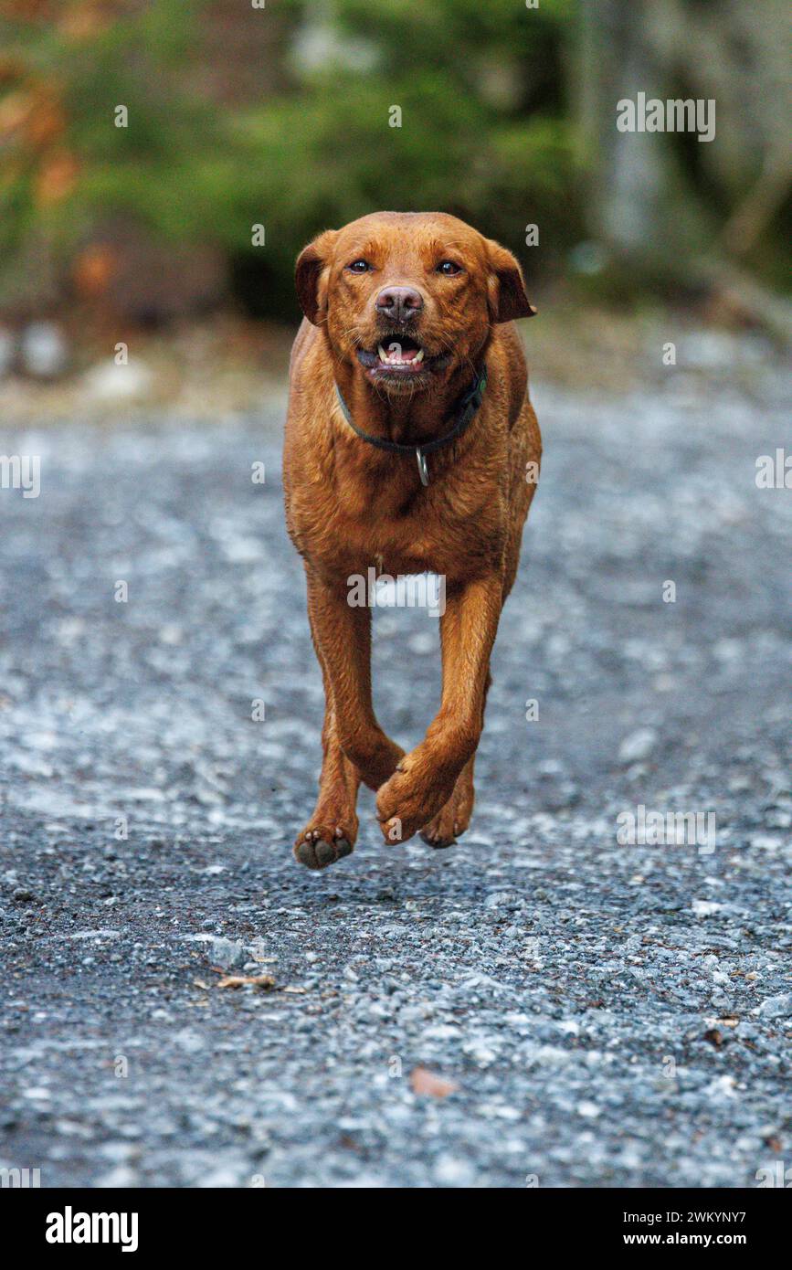 Labrador showlinie hi-res stock photography and images - Alamy