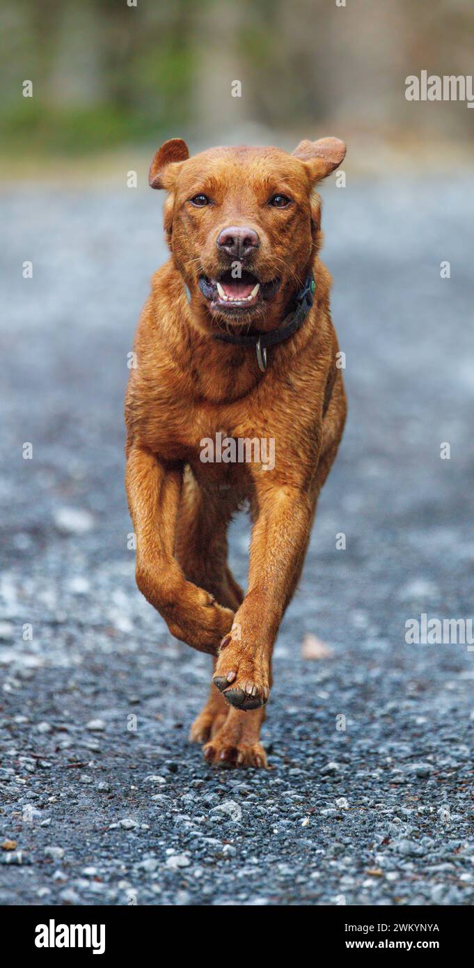 Labrador showlinie hi-res stock photography and images - Alamy