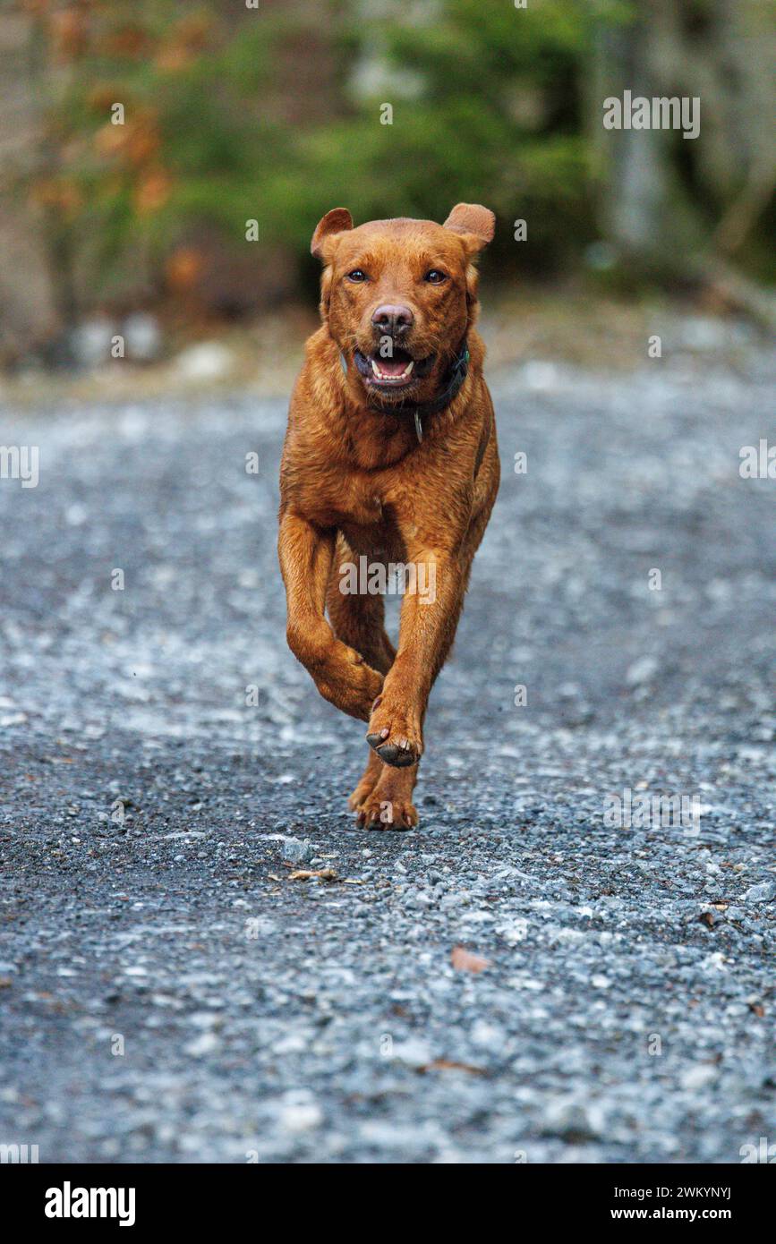 Labrador showlinie hi-res stock photography and images - Alamy