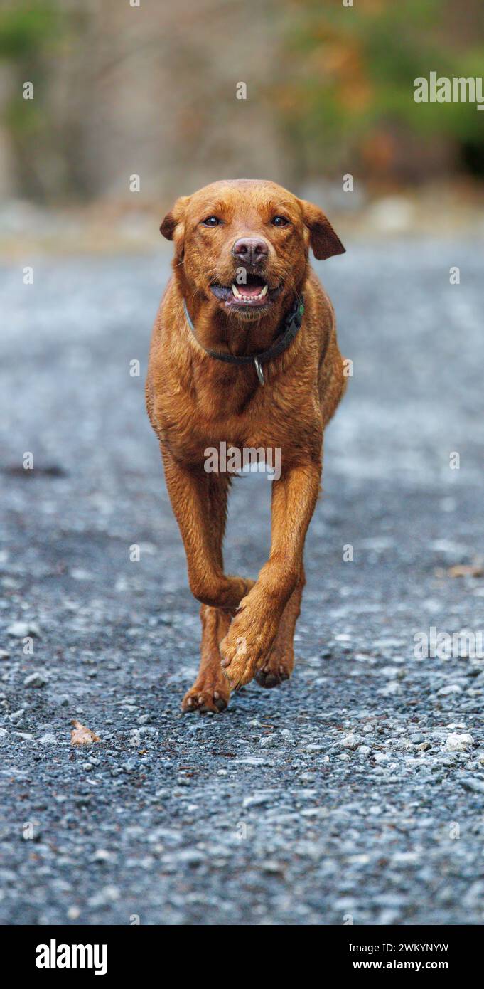 Labrador showlinie hi-res stock photography and images - Alamy
