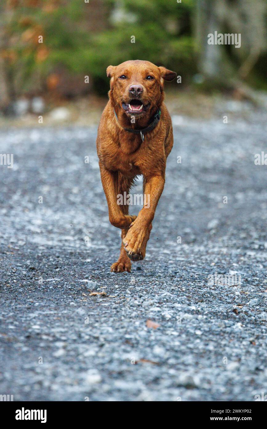 Labrador showlinie hi-res stock photography and images - Alamy