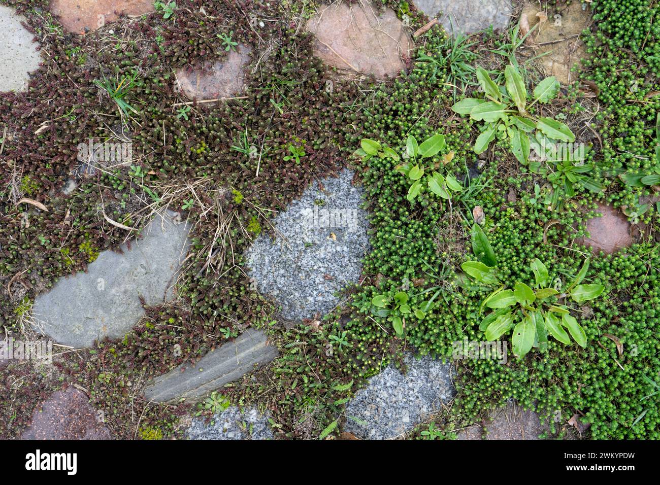 Plants joints hi-res stock photography and images - Alamy