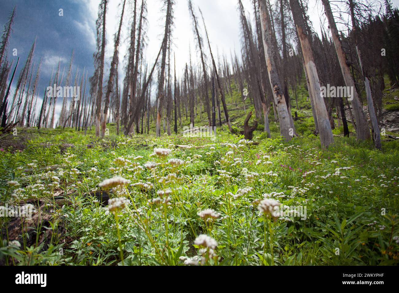 Wildflower explosion after wildfire in timber burn Stock Photo - Alamy