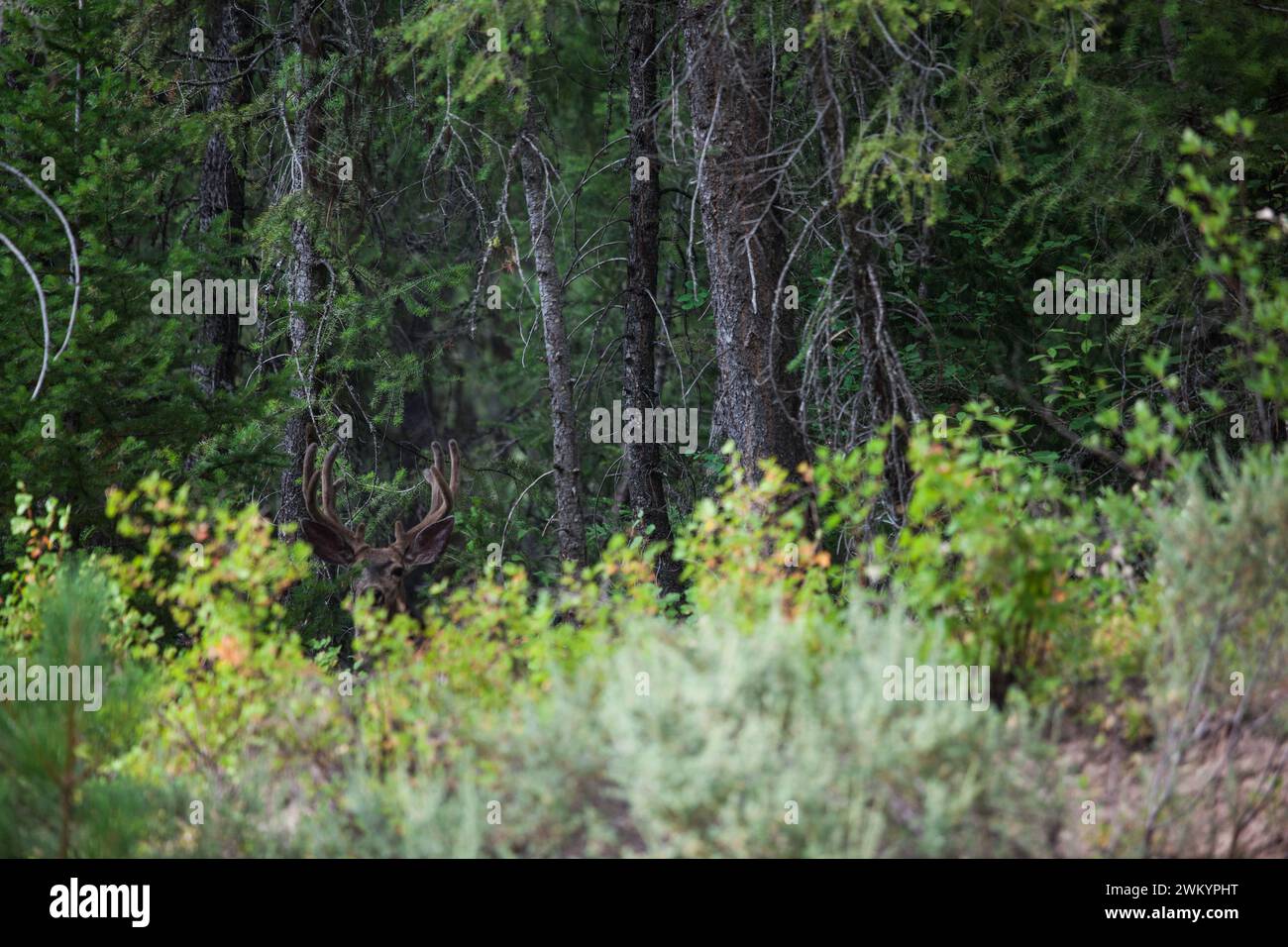 Muledeer Buck Peeking Chokecherry Forrest Stock Photo - Alamy