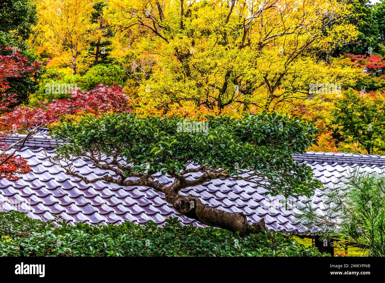 Coloful Small Green Tree Yellow Fall Leaves Tofuku-ji Zen Buddhist ...