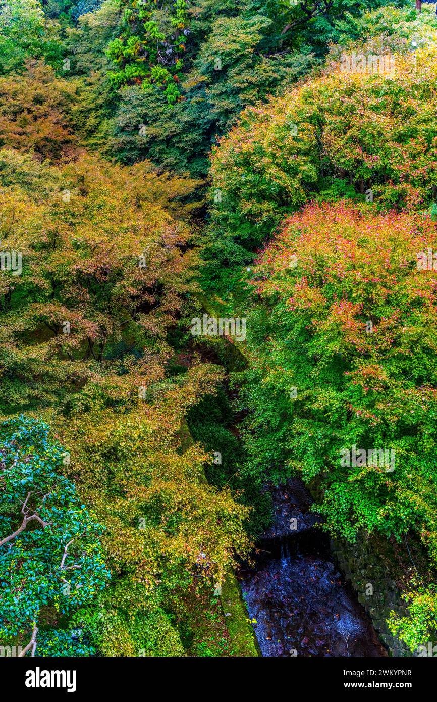 Coloful Yellow Red Fall Leaves Green Pine Tree Tofuku-ji Zen Buddhist ...