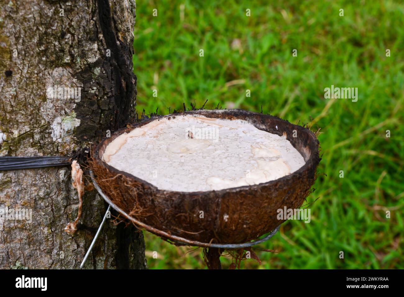 Latex is extracted from natural rubber rubber tree sources, Indonesia ...