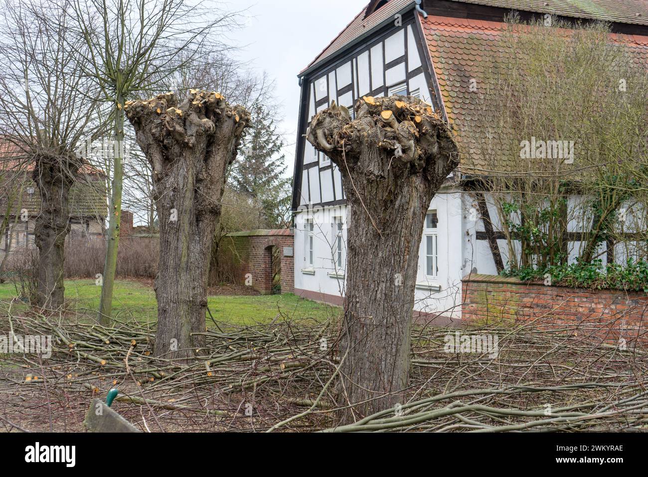Tree pruning work on linden trees in front of a half-timbered house in ...