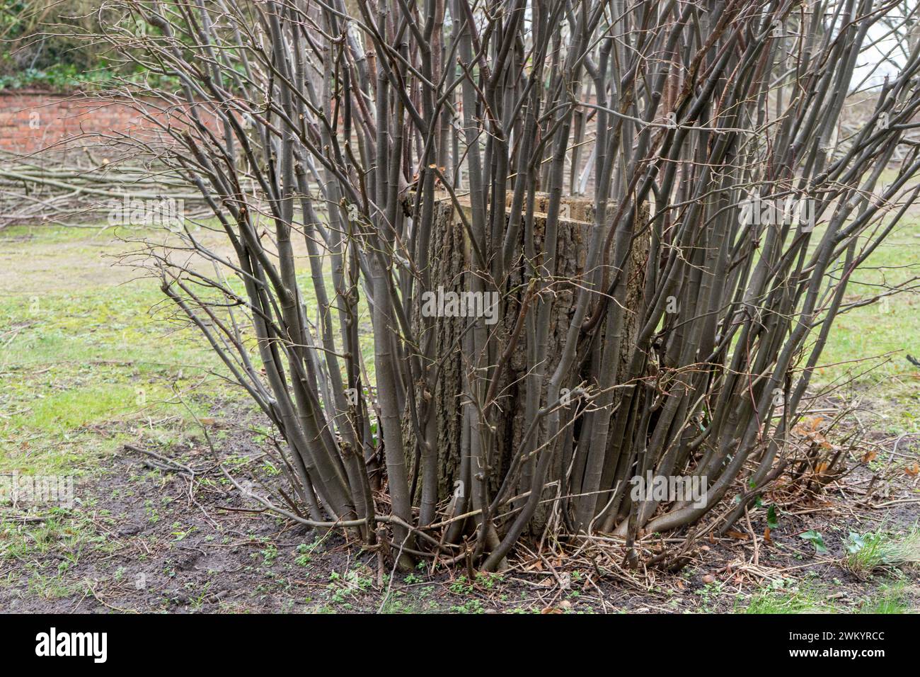 Tree trunk of a linden tree with new growth in winter Stock Photo - Alamy