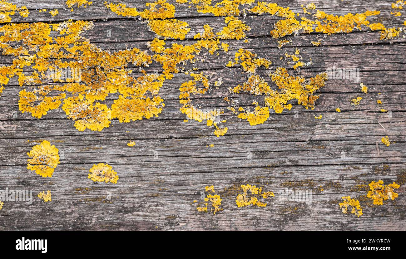 Orange lichen texture hi-res stock photography and images - Alamy