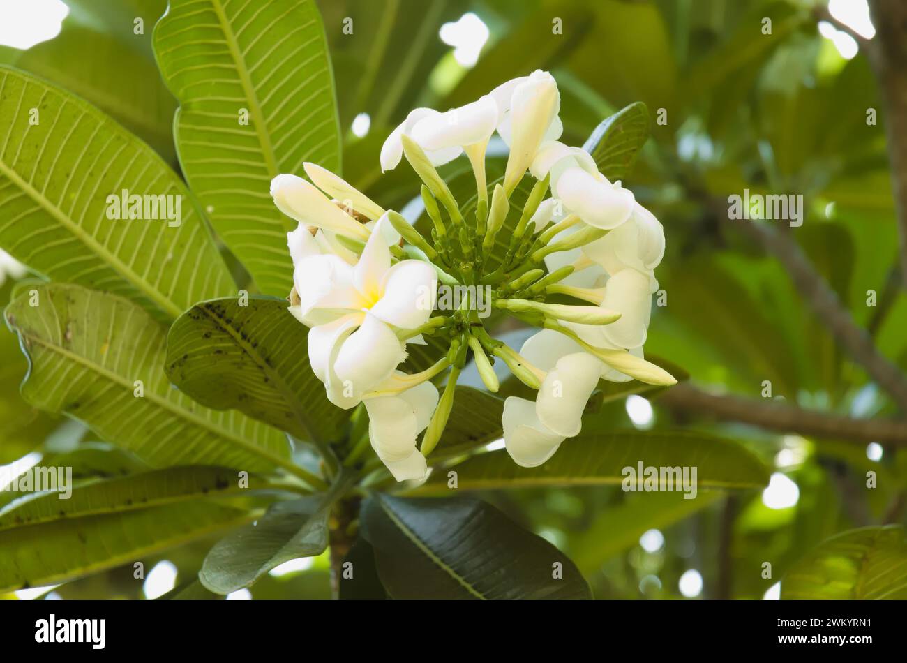 White Semboja is a group of plants in the genus Plumeria. Kamboja ...