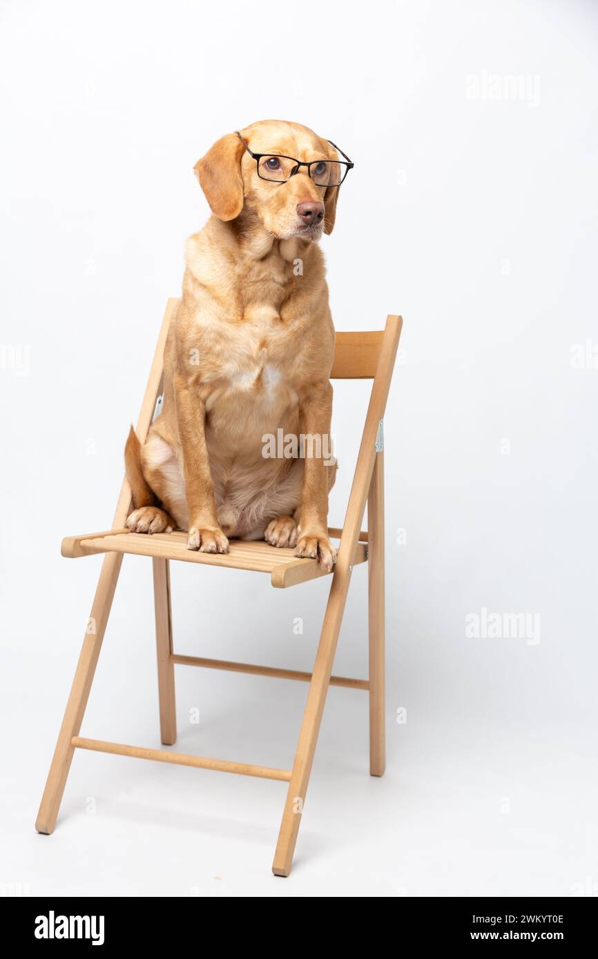 Vertical portrait of labrador retriever wearing transparent glasses and ...