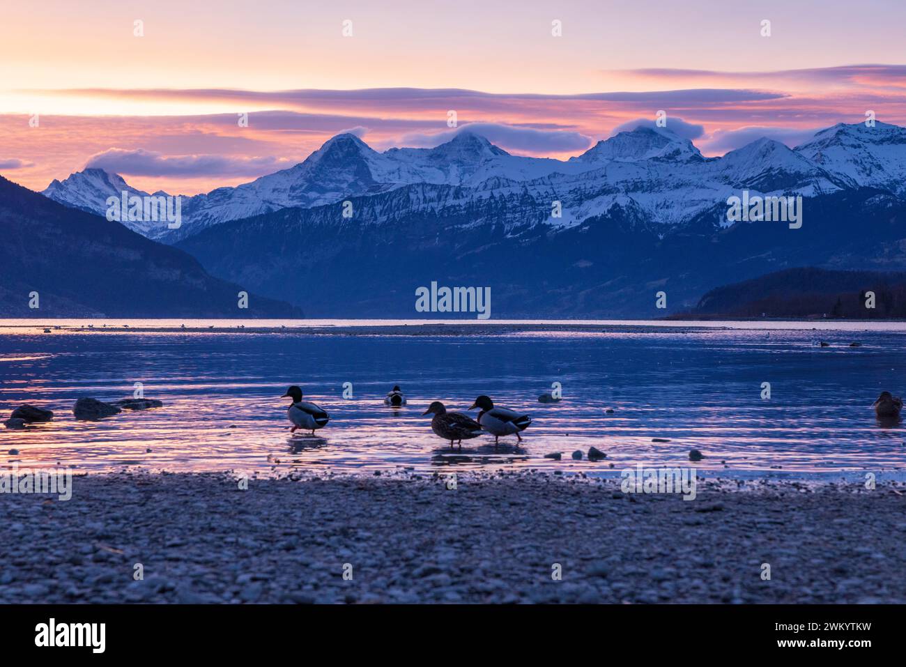 shore of Lake Thun with Eiger Mönch and Jungfrau at a winter sunrise ...