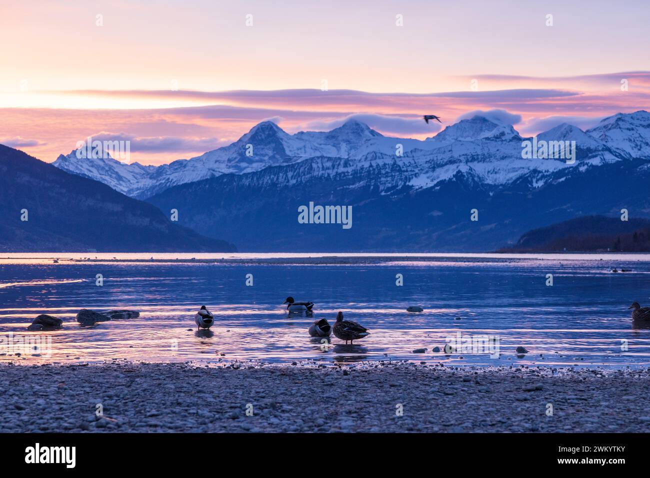 shore of Lake Thun with Eiger Mönch and Jungfrau at a winter sunrise ...