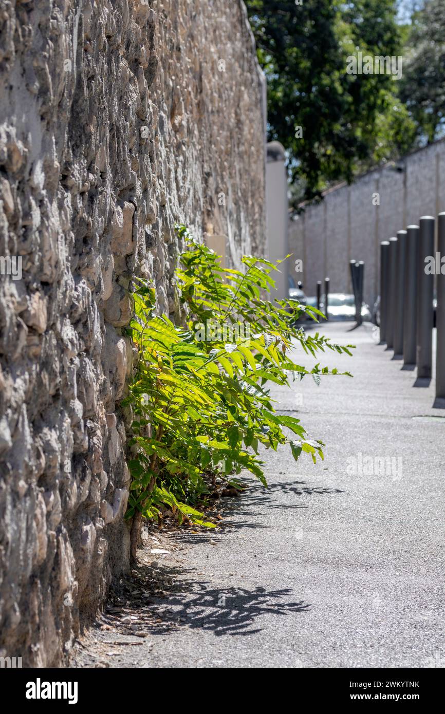 Ailanthus glandulus (Ailanthus altissima) shooting through a wall on a ...