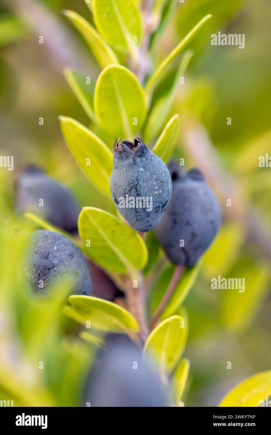 Myrtle (Myrtus communis) berries Stock Photo - Alamy