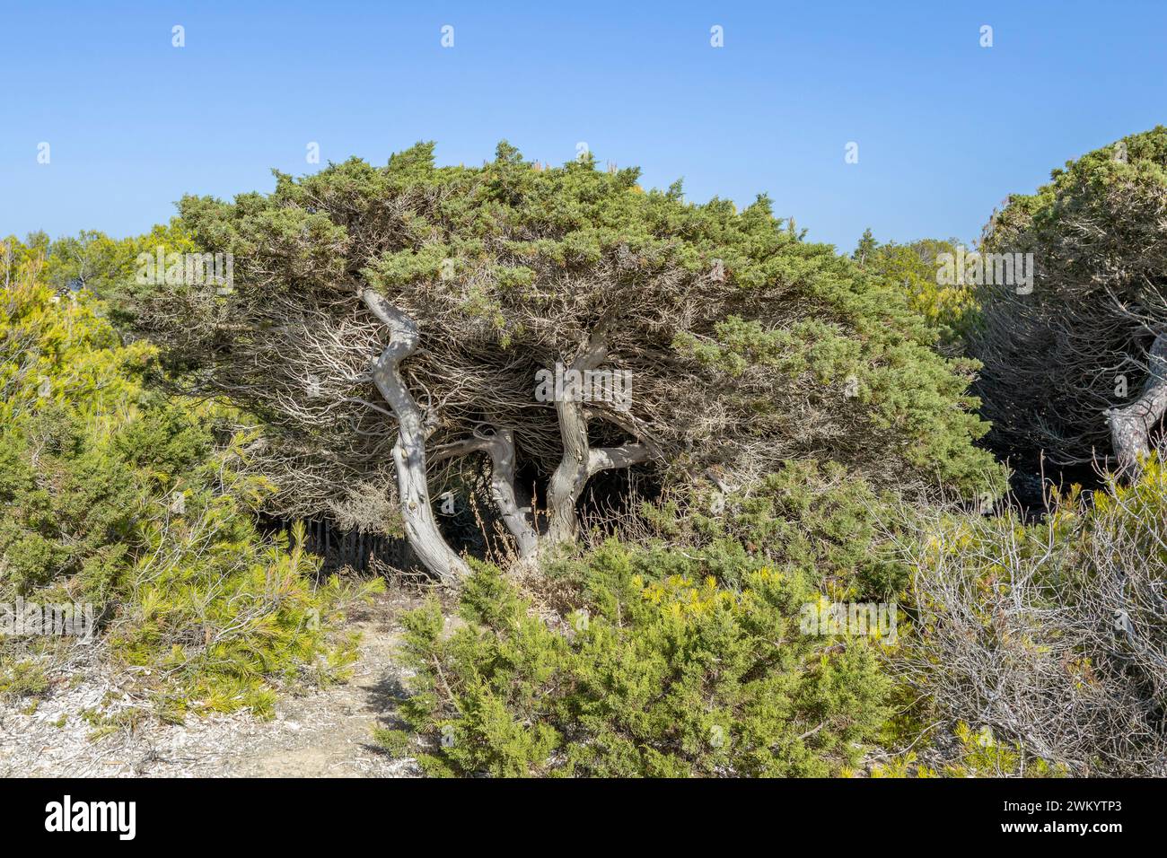 Mediterranean juniper (Juniperus phoenicea subsp. turbinata) shaped by ...