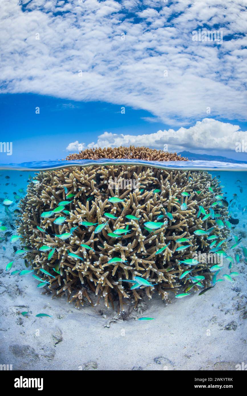 Coral ball sheltering a multitude of damselfish on the shore of the S ...