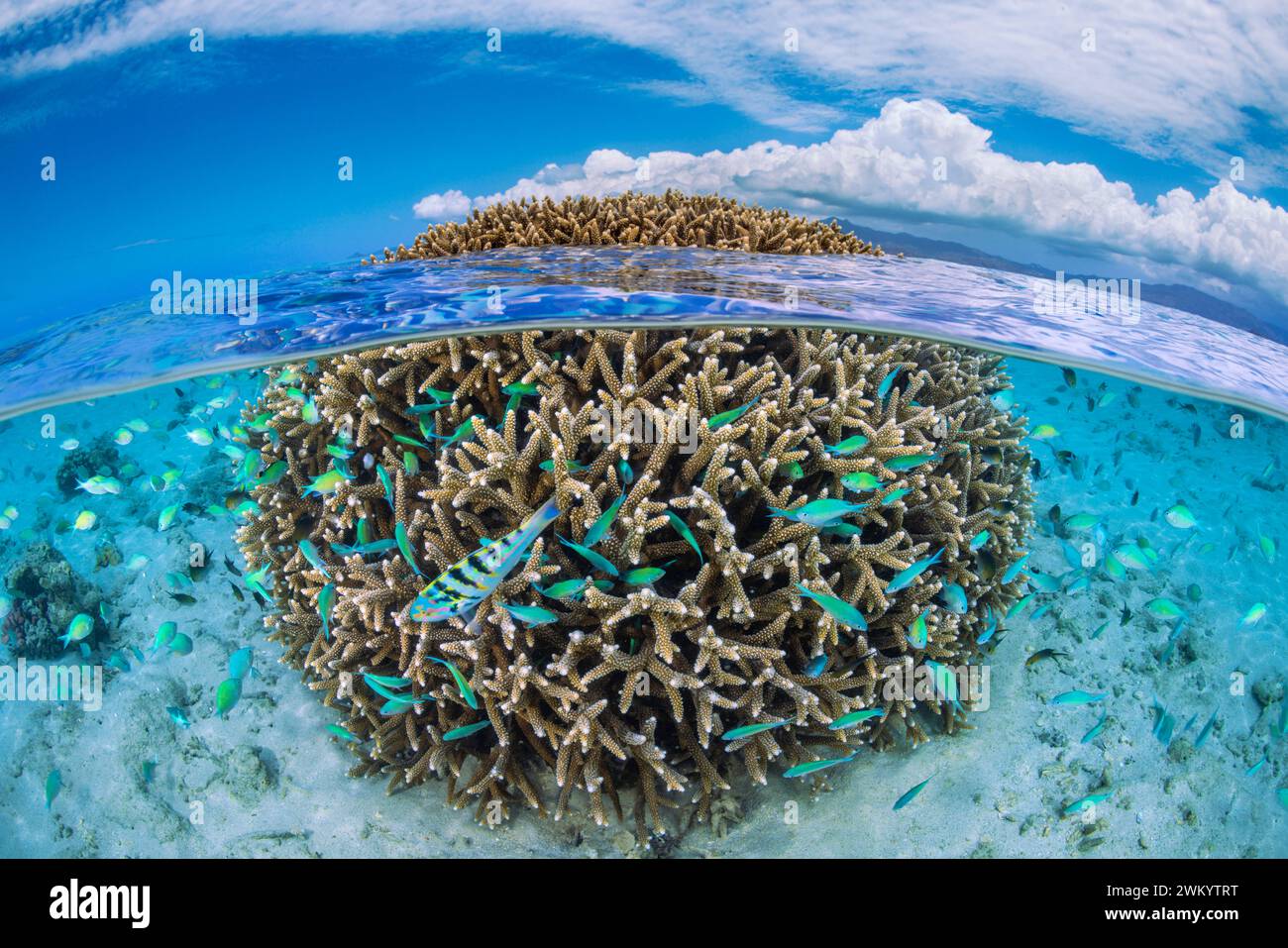 Coral ball sheltering a multitude of damselfish on the shore of the S ...