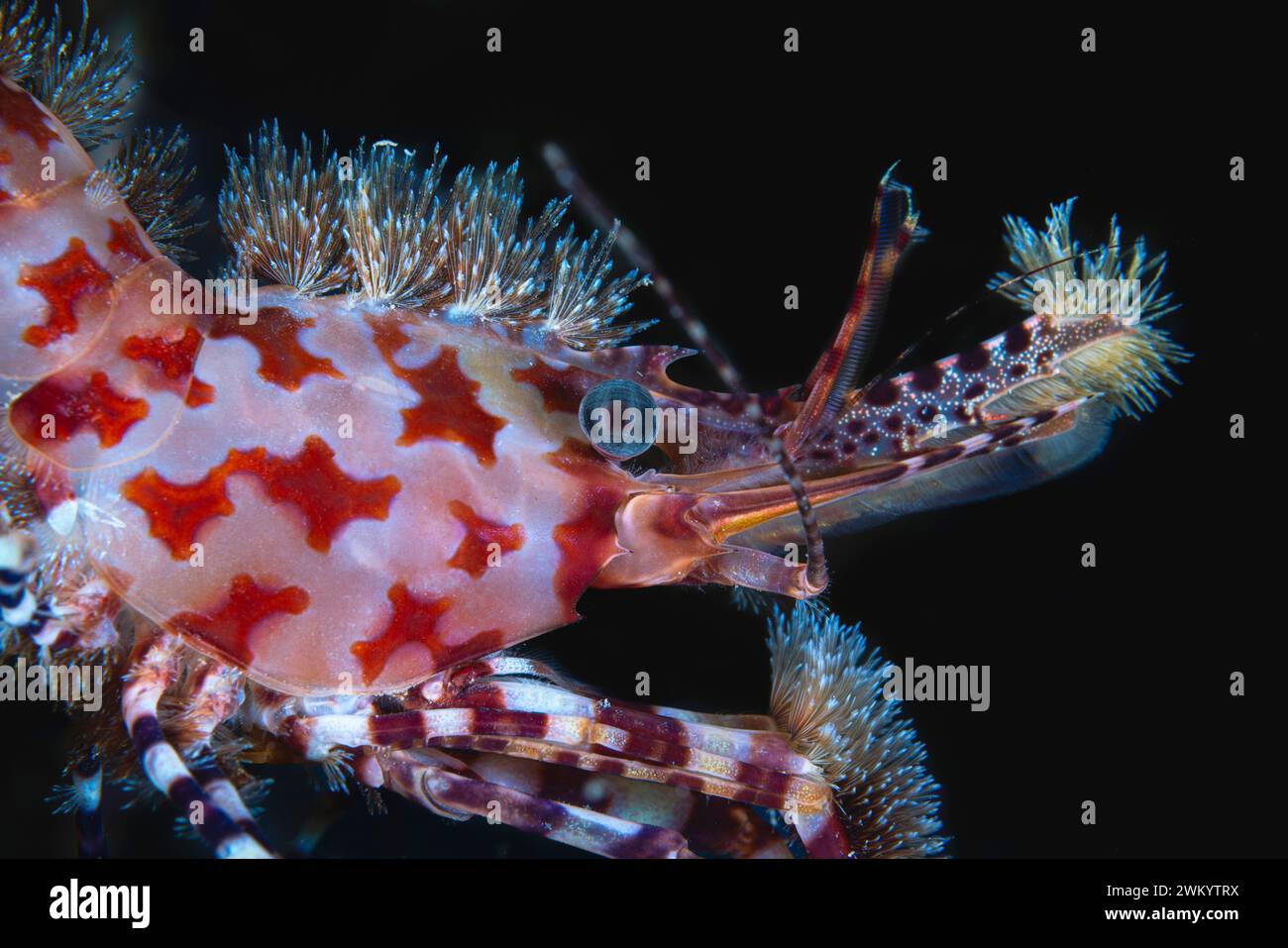 Spotted marbled shrimp (Saron neglectus) at night in S-shaped channel ...