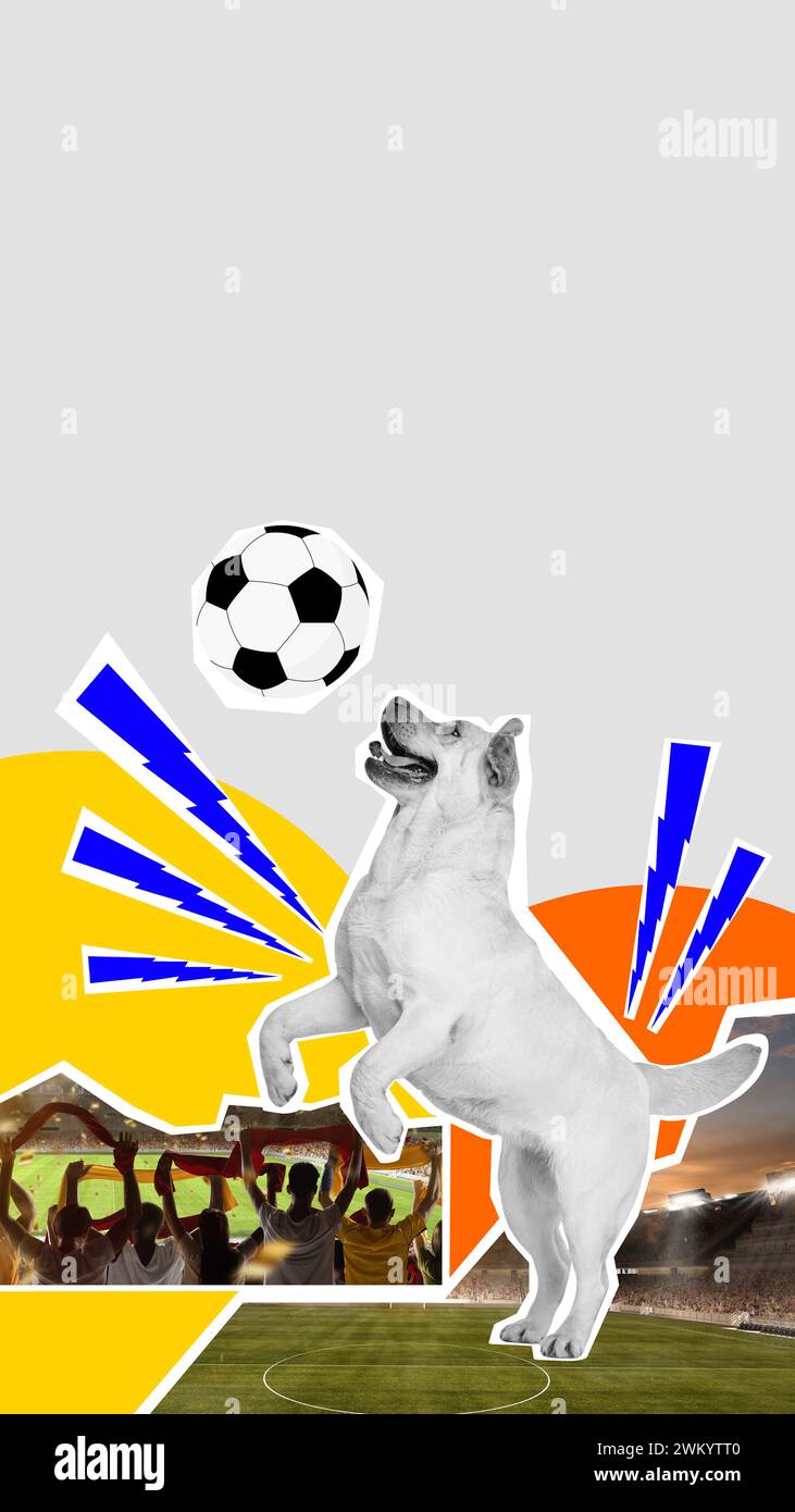 Action dog animal football football hi-res stock photography and images ...