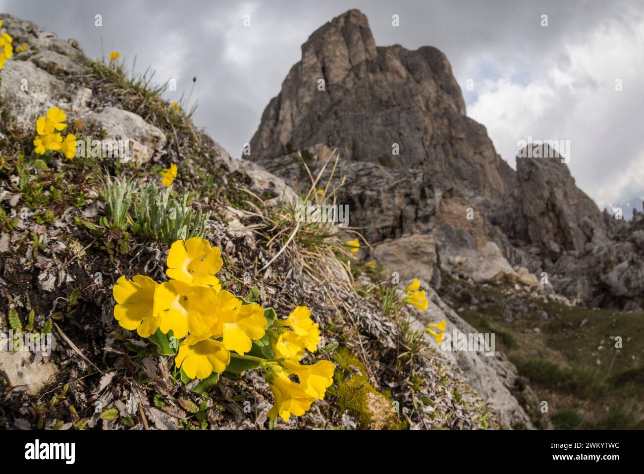 Mountain cowslip or bear's ear (Primula auricula) growing in tipical ...