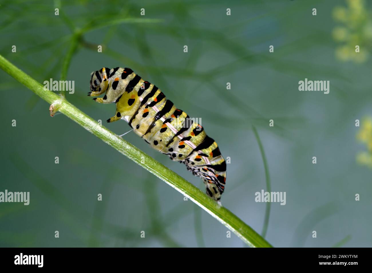 Pupation, transformation of the caterpillar into a chrysalis, split ...