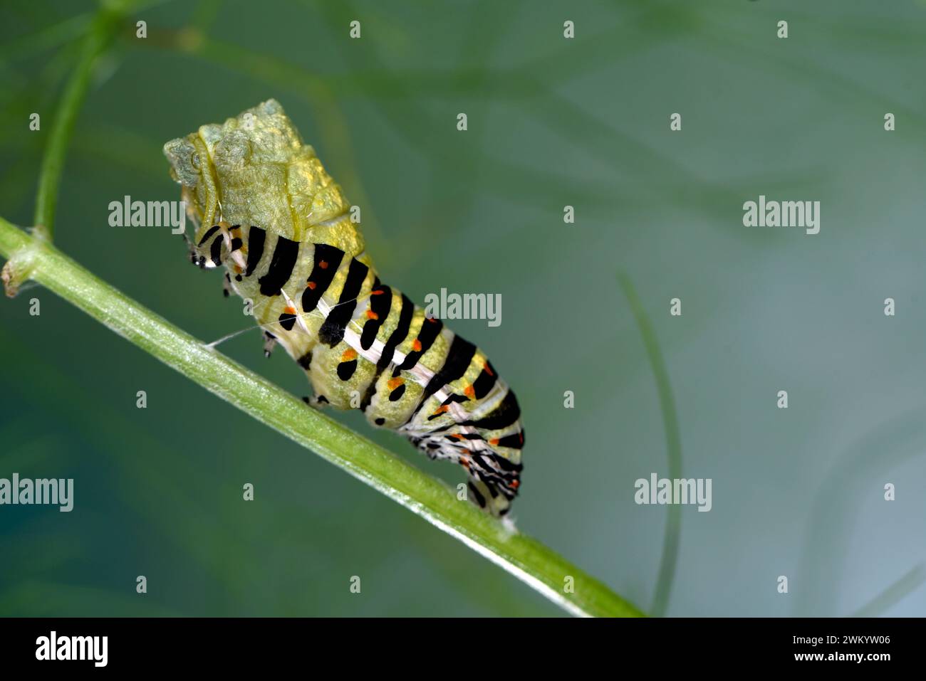 Pupation, transformation of the caterpillar into a chrysalis ...