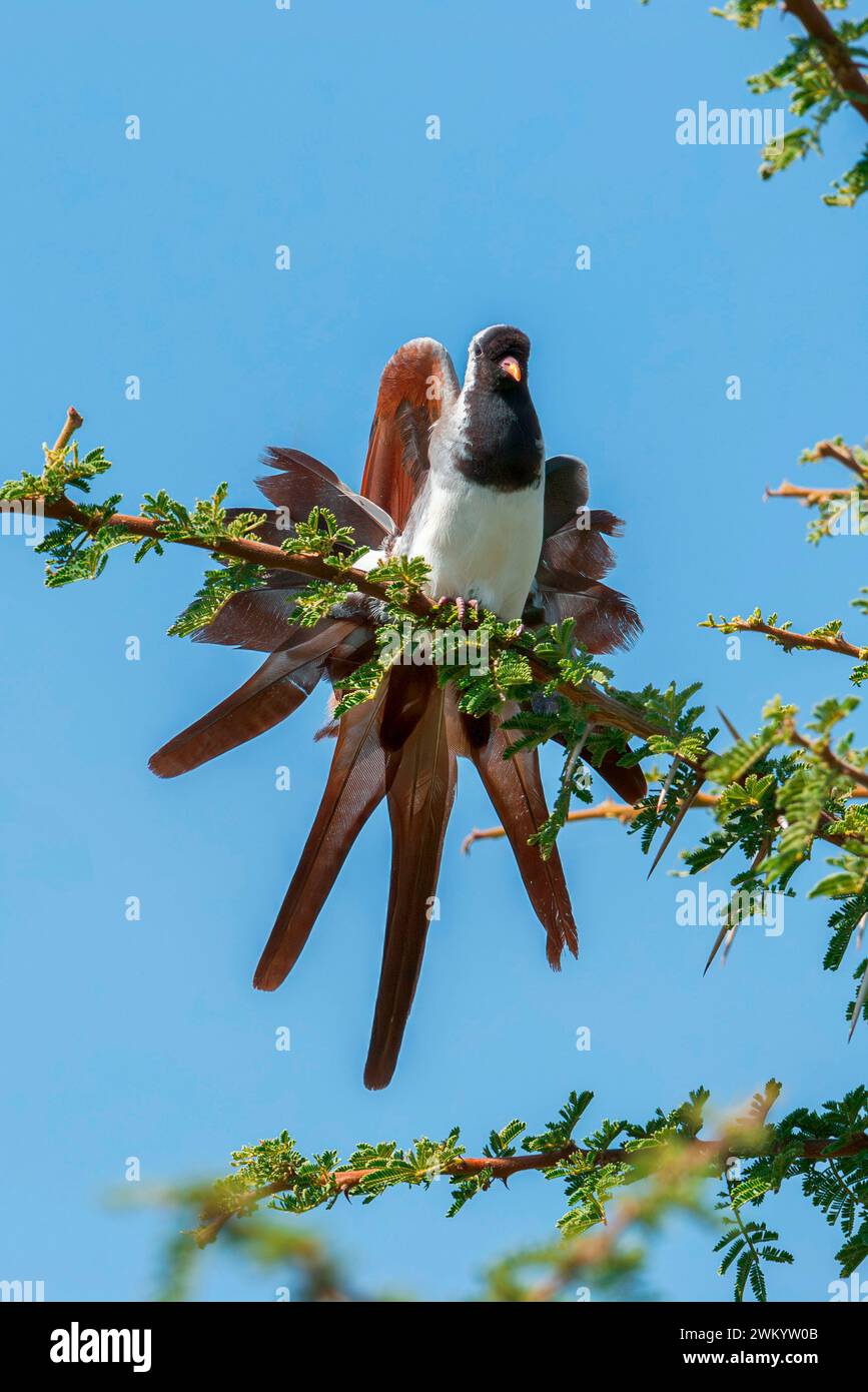 Namaqua Dove (Oena capensis capensis) on a branch, Rift Valley ...